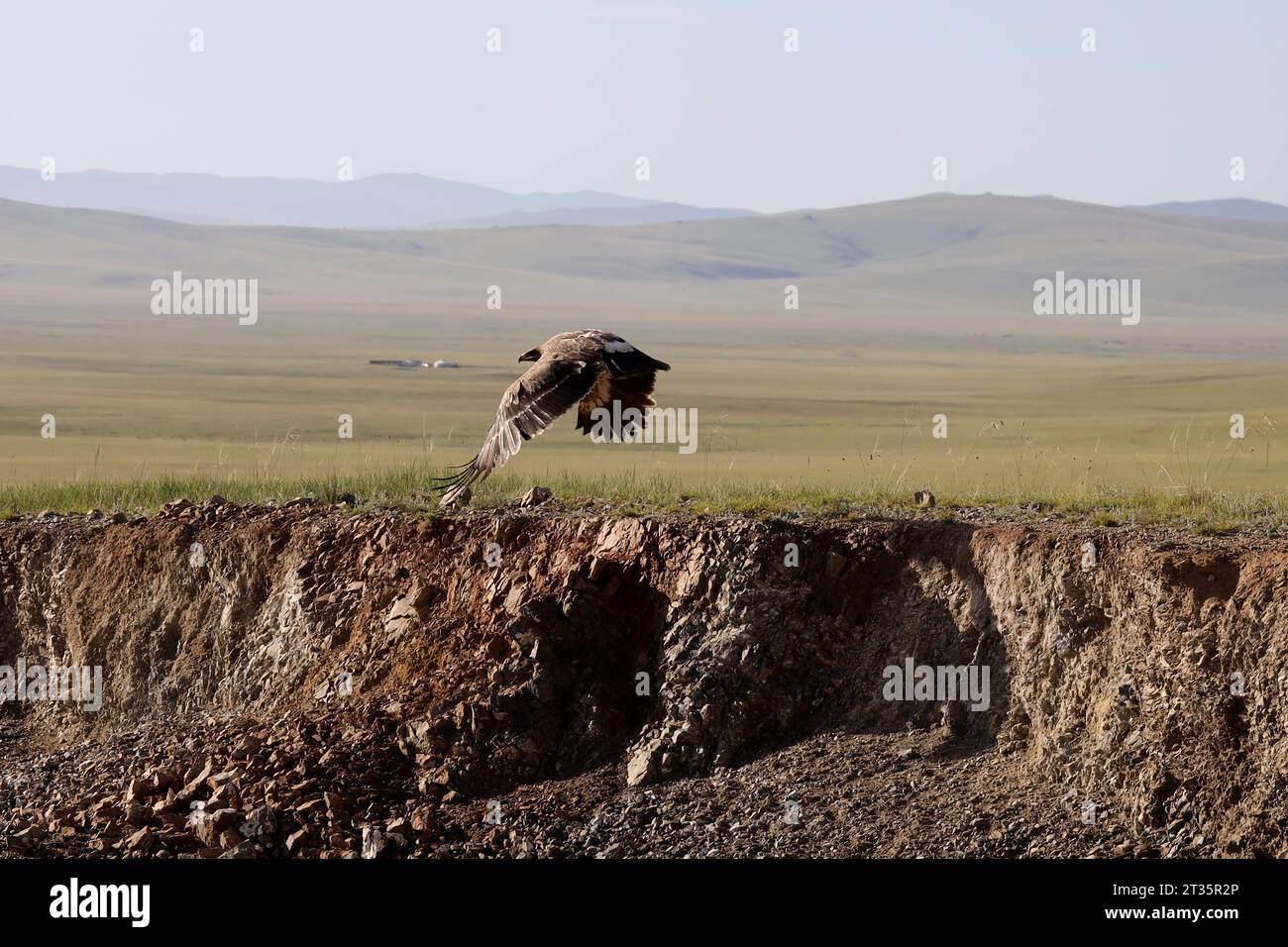 The splendid eagle, queen of the Mongolian skies Stock Photo - Alamy