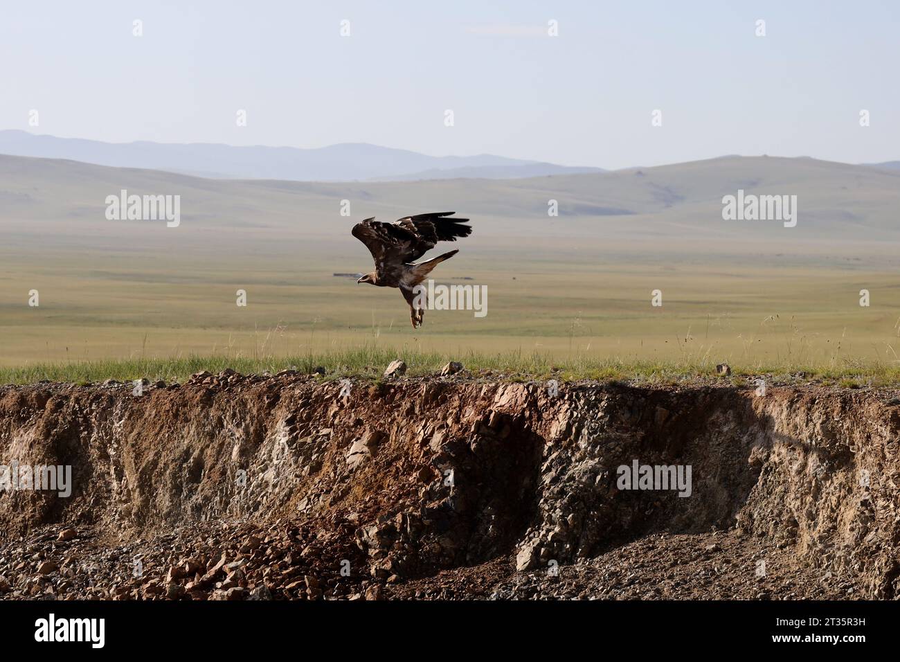 The splendid eagle, queen of the Mongolian skies Stock Photo - Alamy