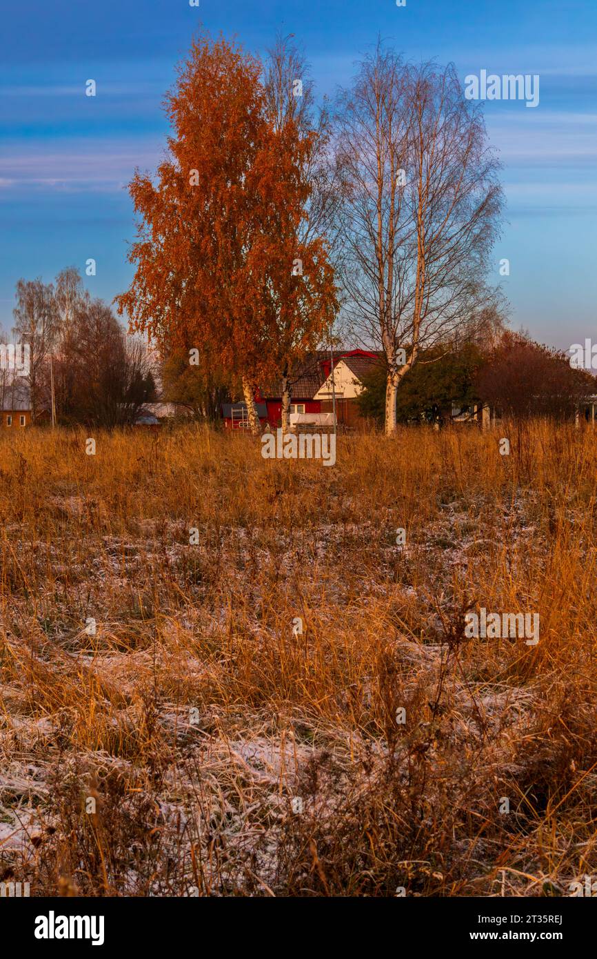 Autumn colored trees Stock Photo - Alamy
