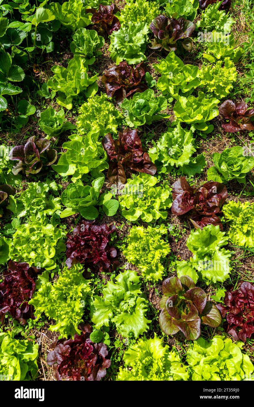 Growing in mulch hi-res stock photography and images - Alamy