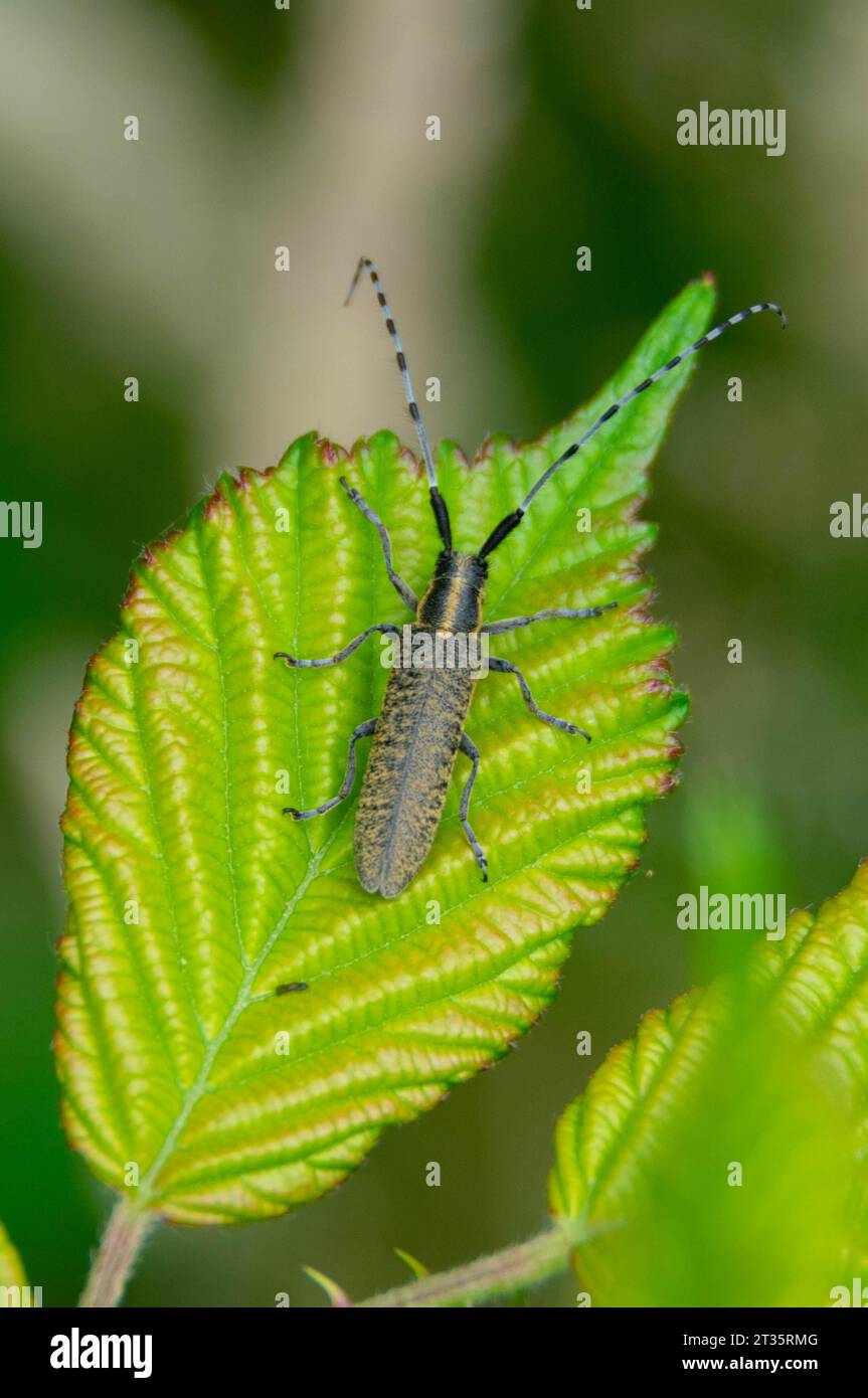 Tiny insects hi-res stock photography and images - Alamy
