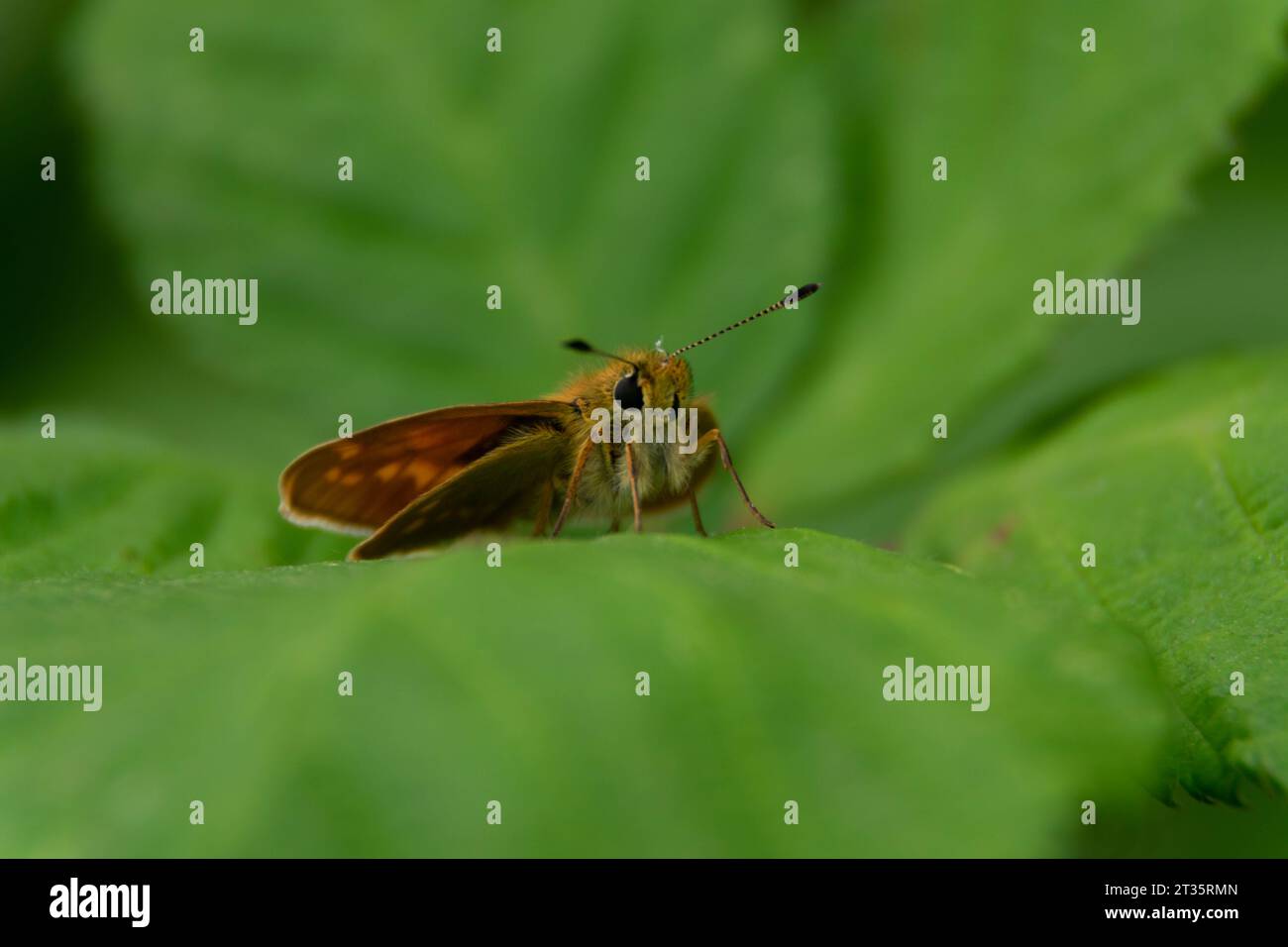 close up of a moth from below Stock Photo - Alamy