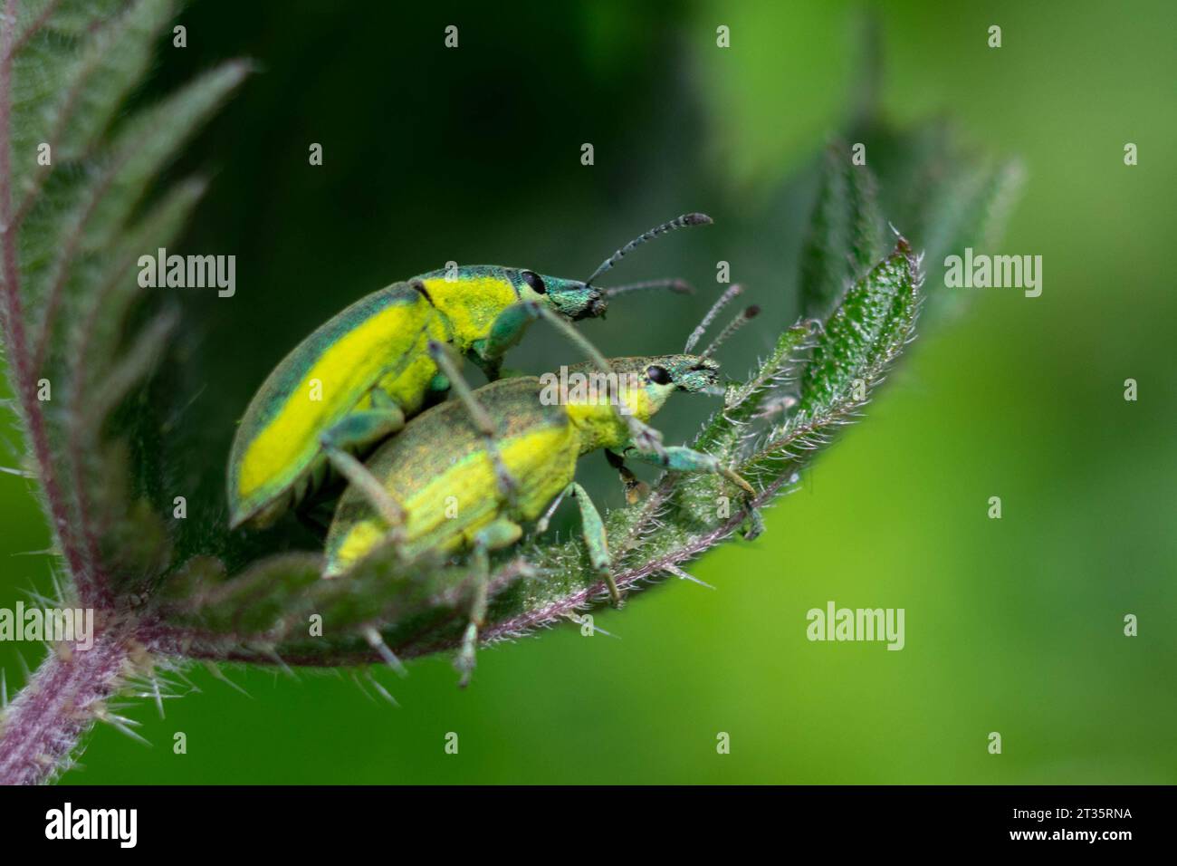 close up of tiny insects Stock Photo - Alamy