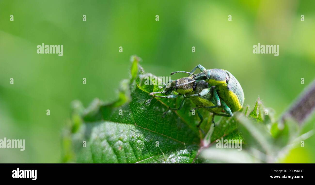 Tiny insects hi-res stock photography and images - Alamy