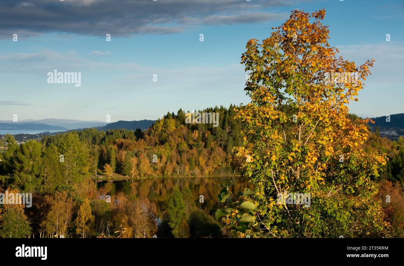 fall colours in the nature of trondheim norway Stock Photo - Alamy