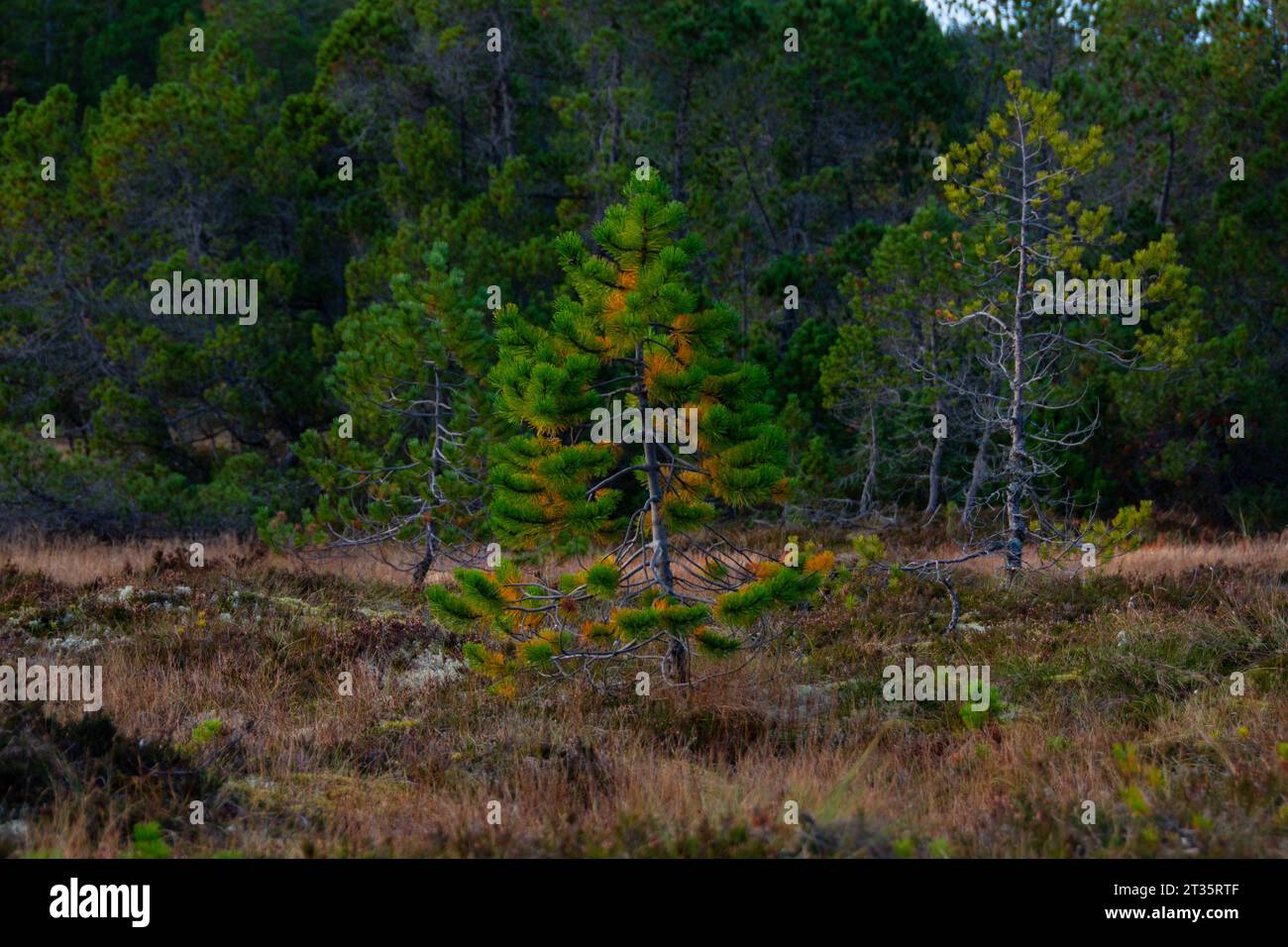 fall colours in the nature of trondheim norway Stock Photo - Alamy