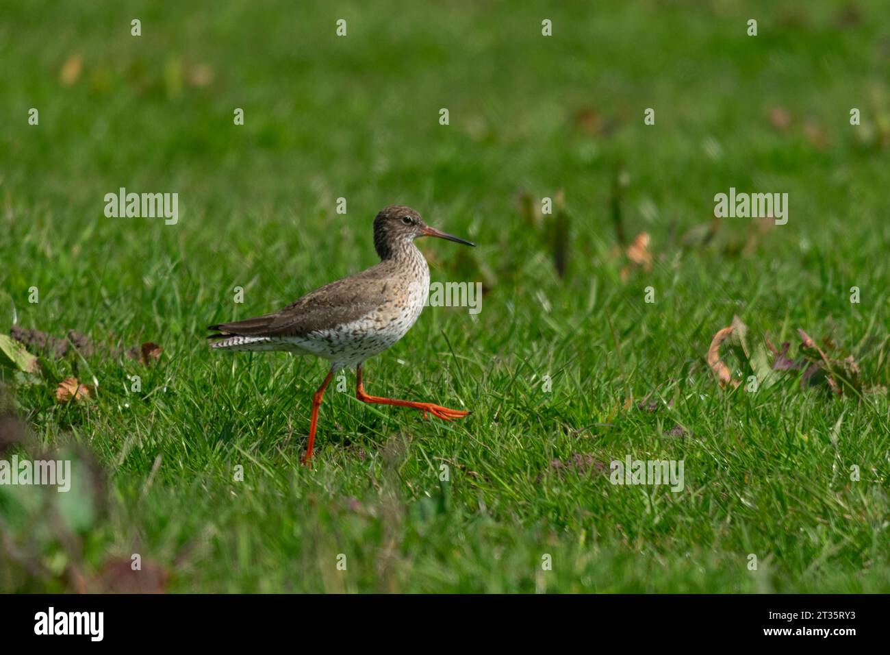 common redshank running in the grass Stock Photo - Alamy