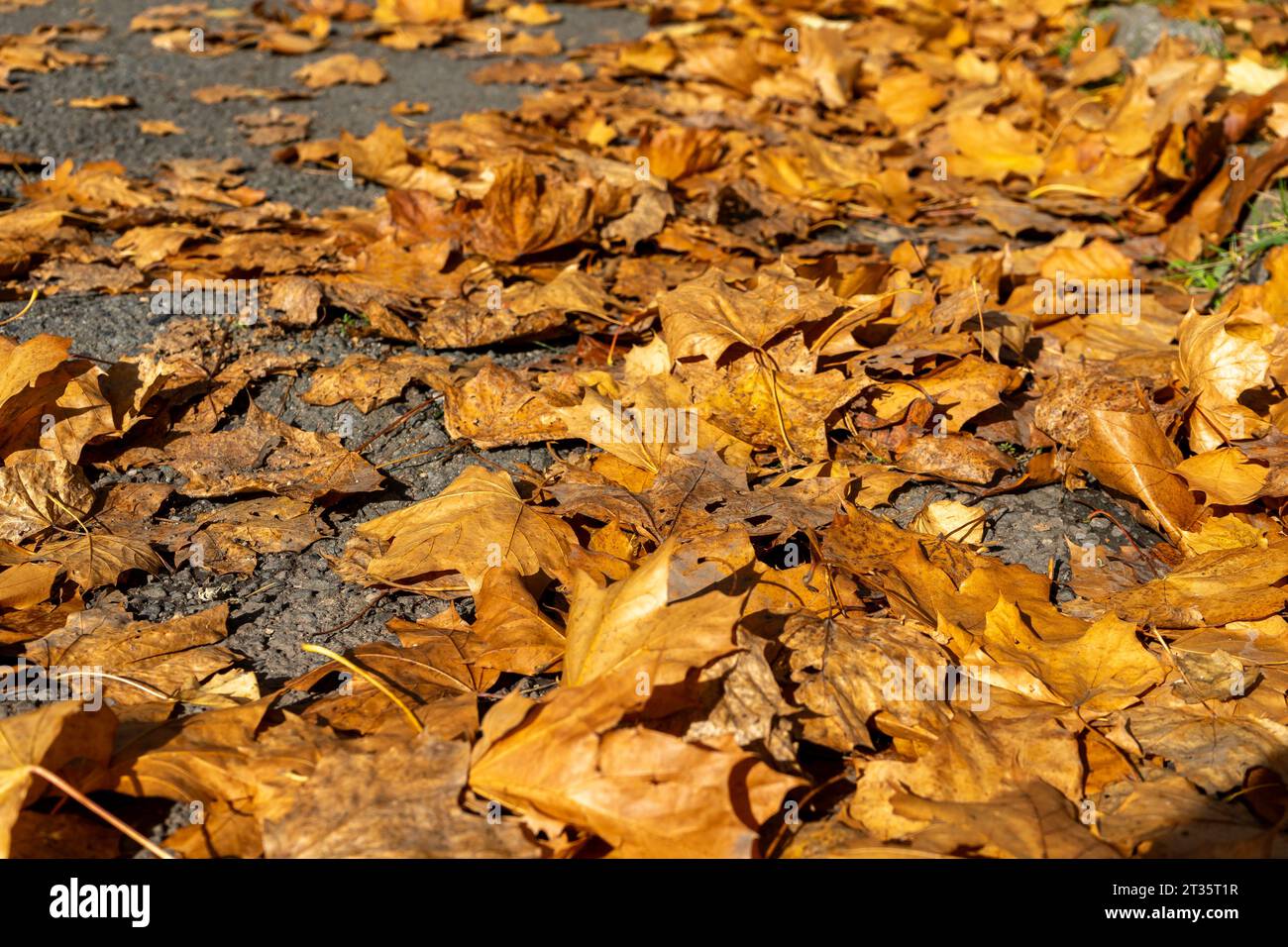 Old leaves on a sidewalk Stock Photo - Alamy