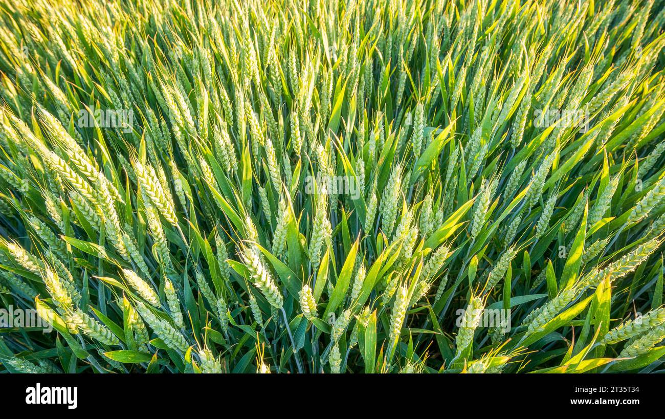 Green field growing wheat hi-res stock photography and images - Alamy
