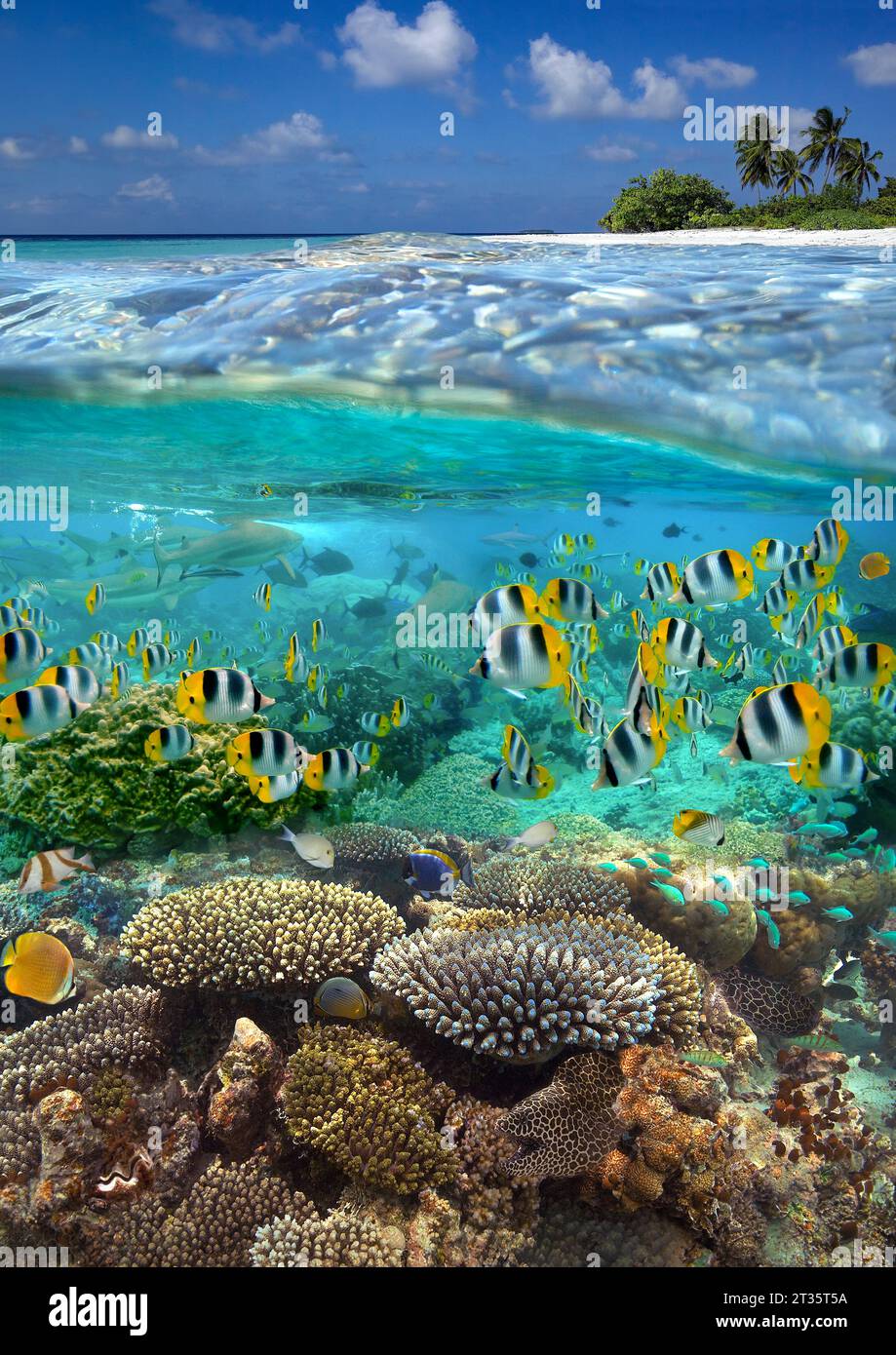 Tropical reef fish polynesia hi-res stock photography and images - Alamy