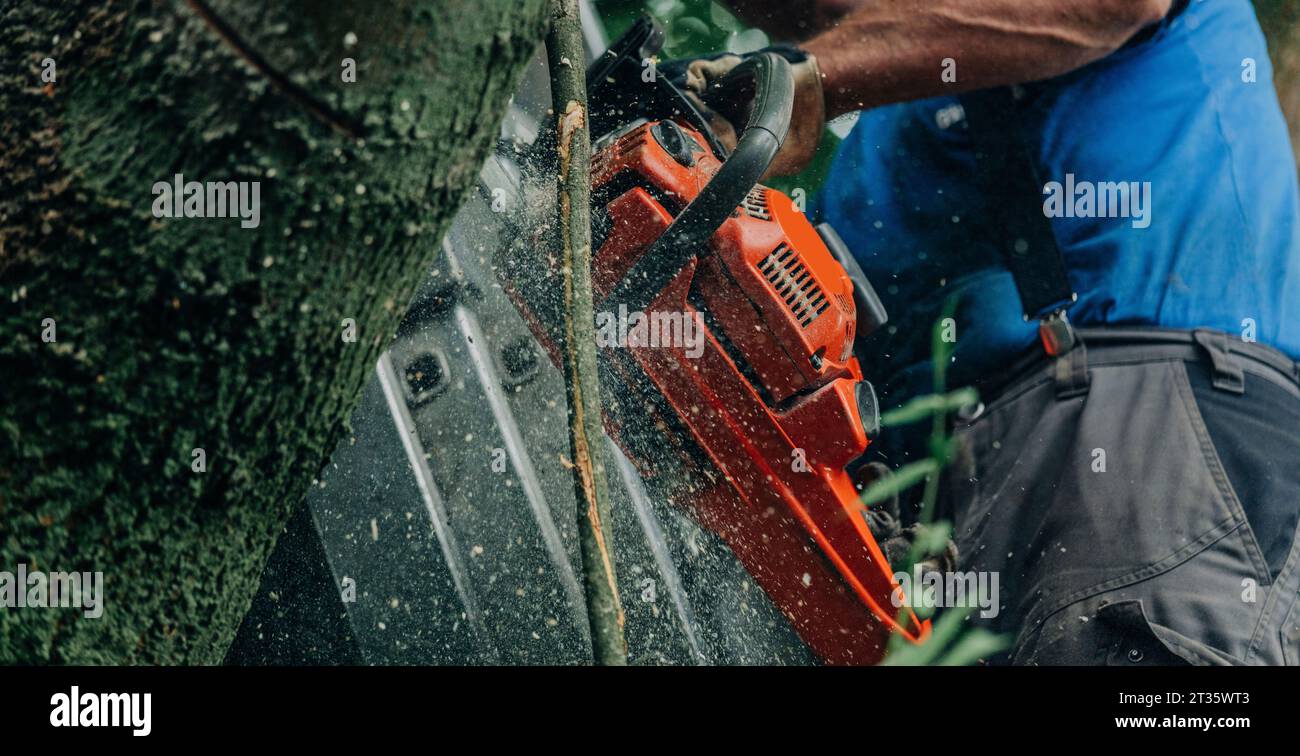 Lumberjack cutting tree trunk with chainsaw in forest Stock Photo - Alamy