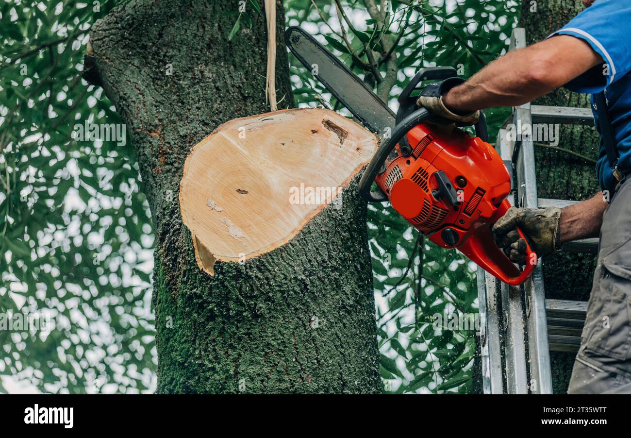 Lumberjack sawing tree trunk with chainsaw Stock Photo - Alamy