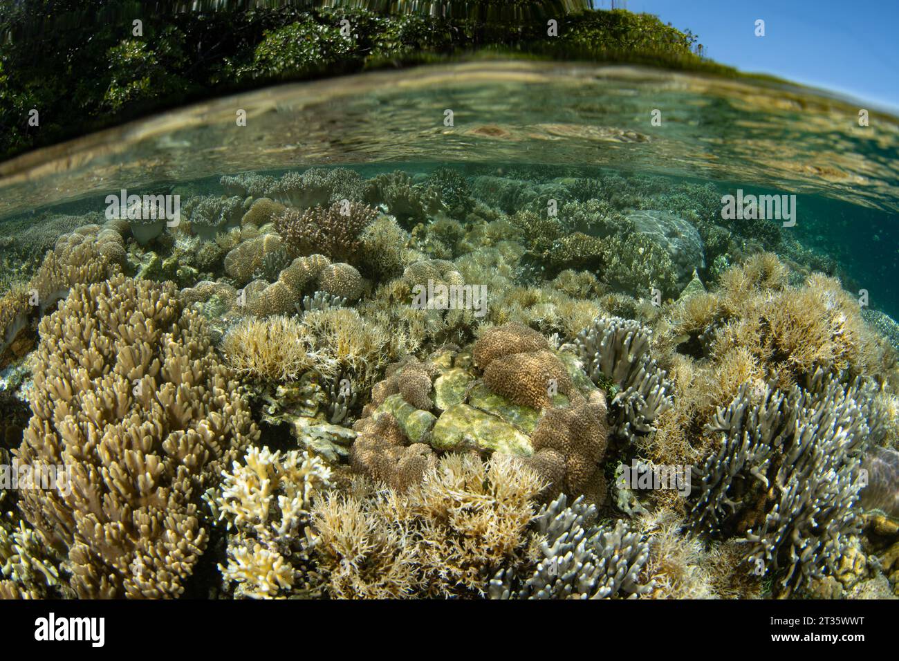Reef-building corals grow just under the low tide line in Raja Ampat ...