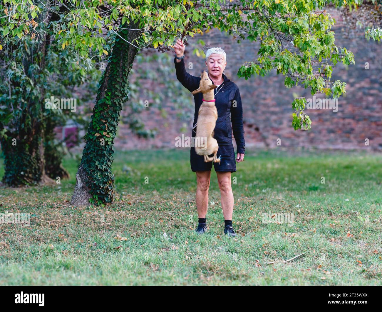 short haired adult fit woman train and play with puppy dog jumping ...