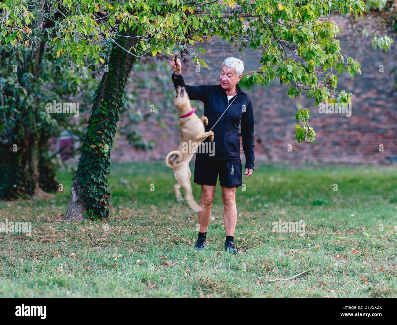 short haired adult fit woman train and play with puppy dog jumping ...
