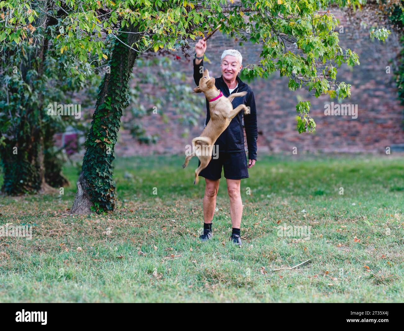 short haired adult fit woman train and play with puppy dog jumping ...