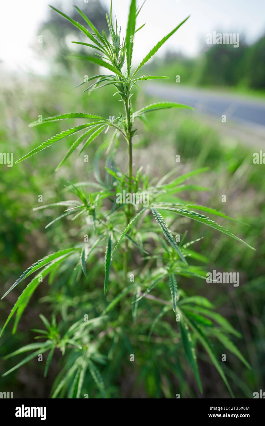 Cannabis scene hi-res stock photography and images - Alamy