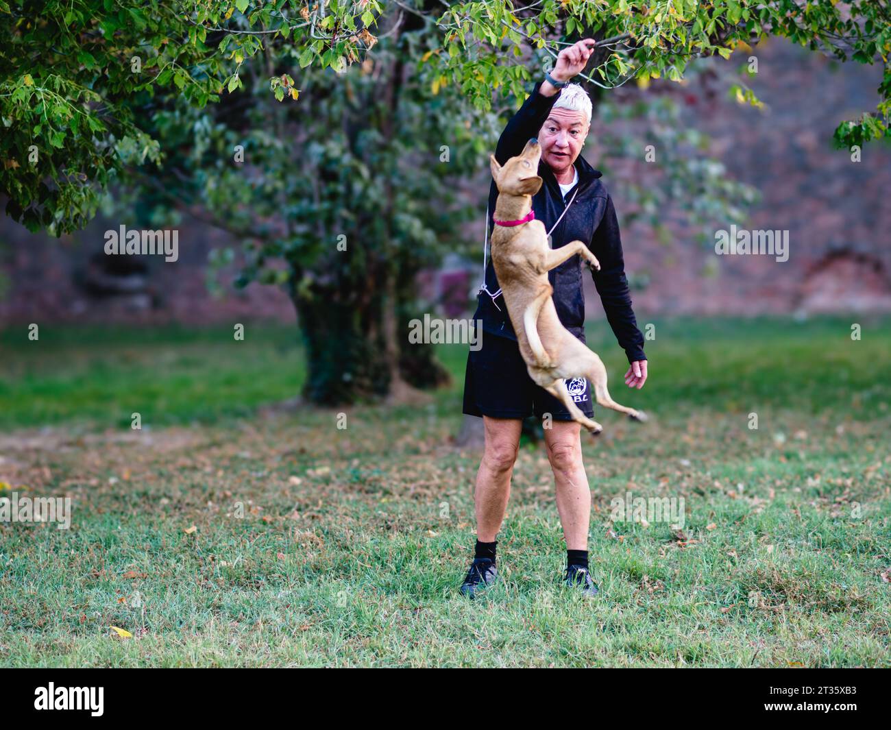 short haired adult fit woman train and play with puppy dog jumping ...