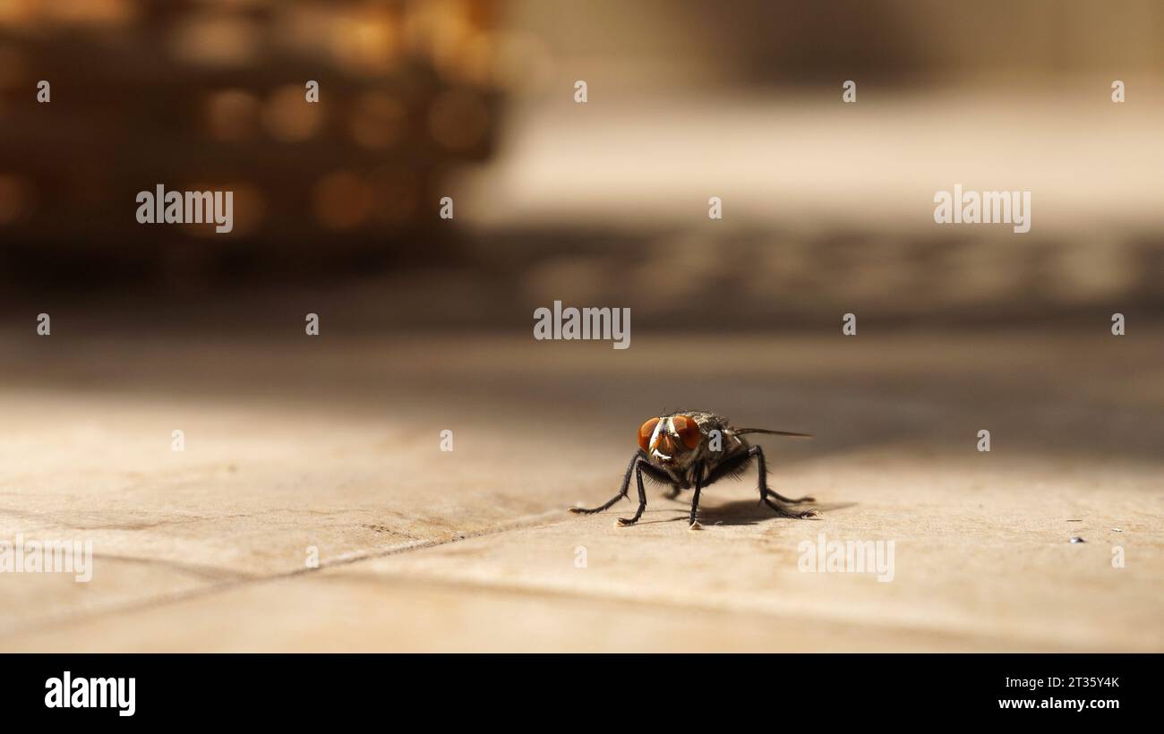 Mosquito insect landing hi-res stock photography and images - Alamy