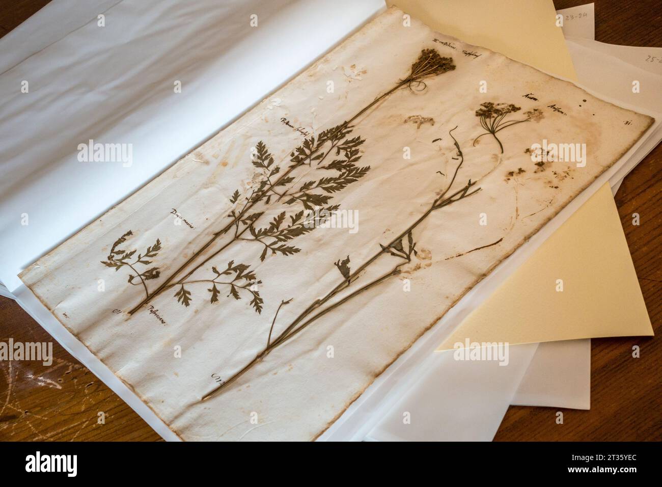 Florence, Italy. A preserved plant specimen from the vast 19c Webb ...