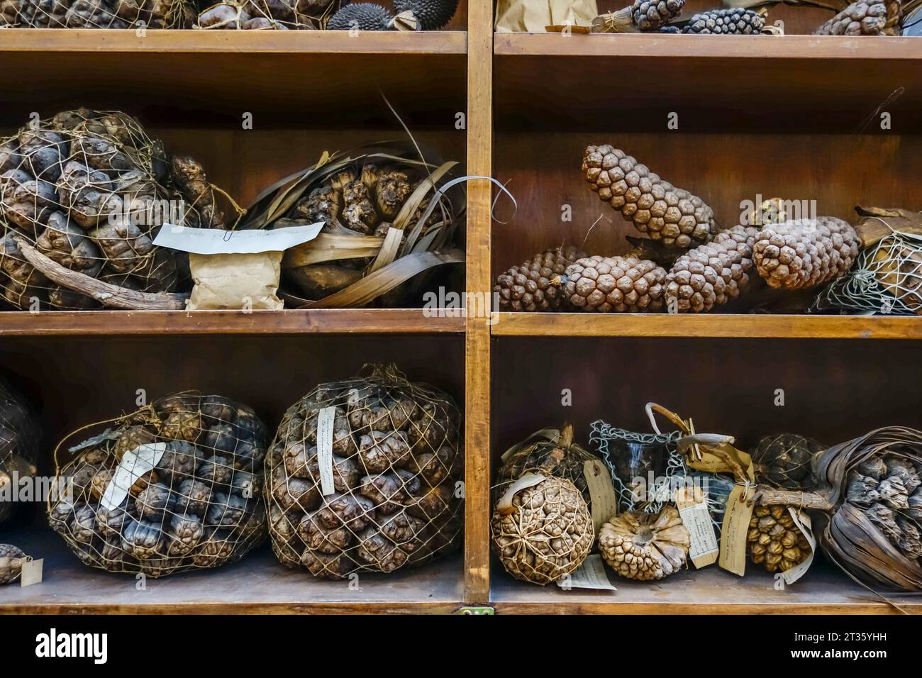 Florence, Italy. A collection of seeds from coniferous trees on display ...