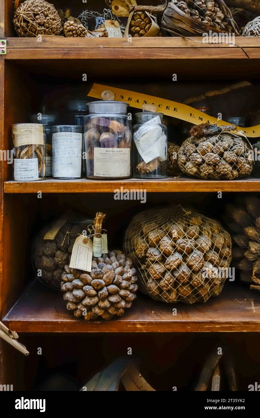 Florence, Italy. A collection of seeds from coniferous trees on display ...