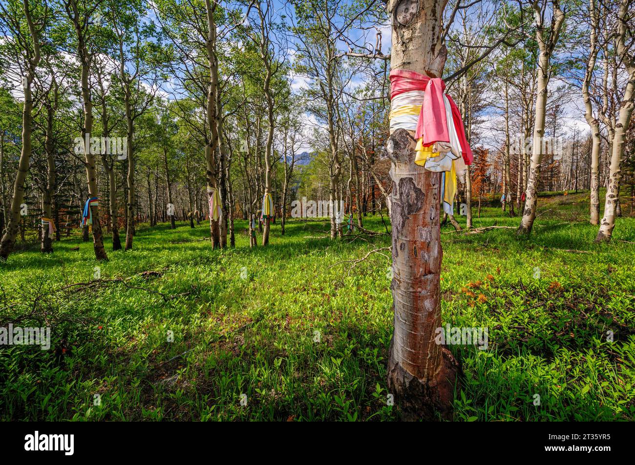 A site used to perform a sundance iceremony n the aspen parkland of ...
