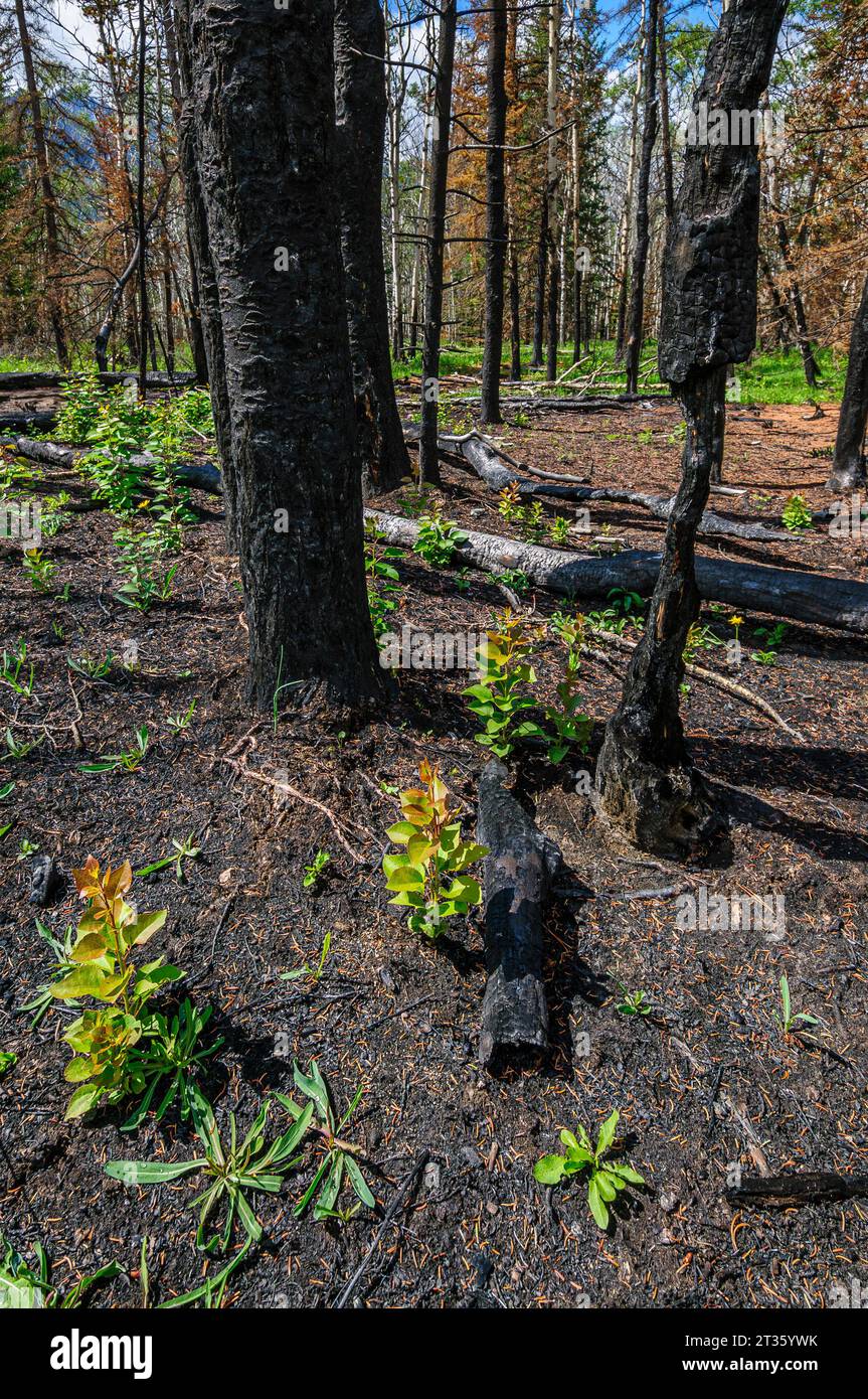 Small aspen sapling growing among the blackened trunks of larger trees ...