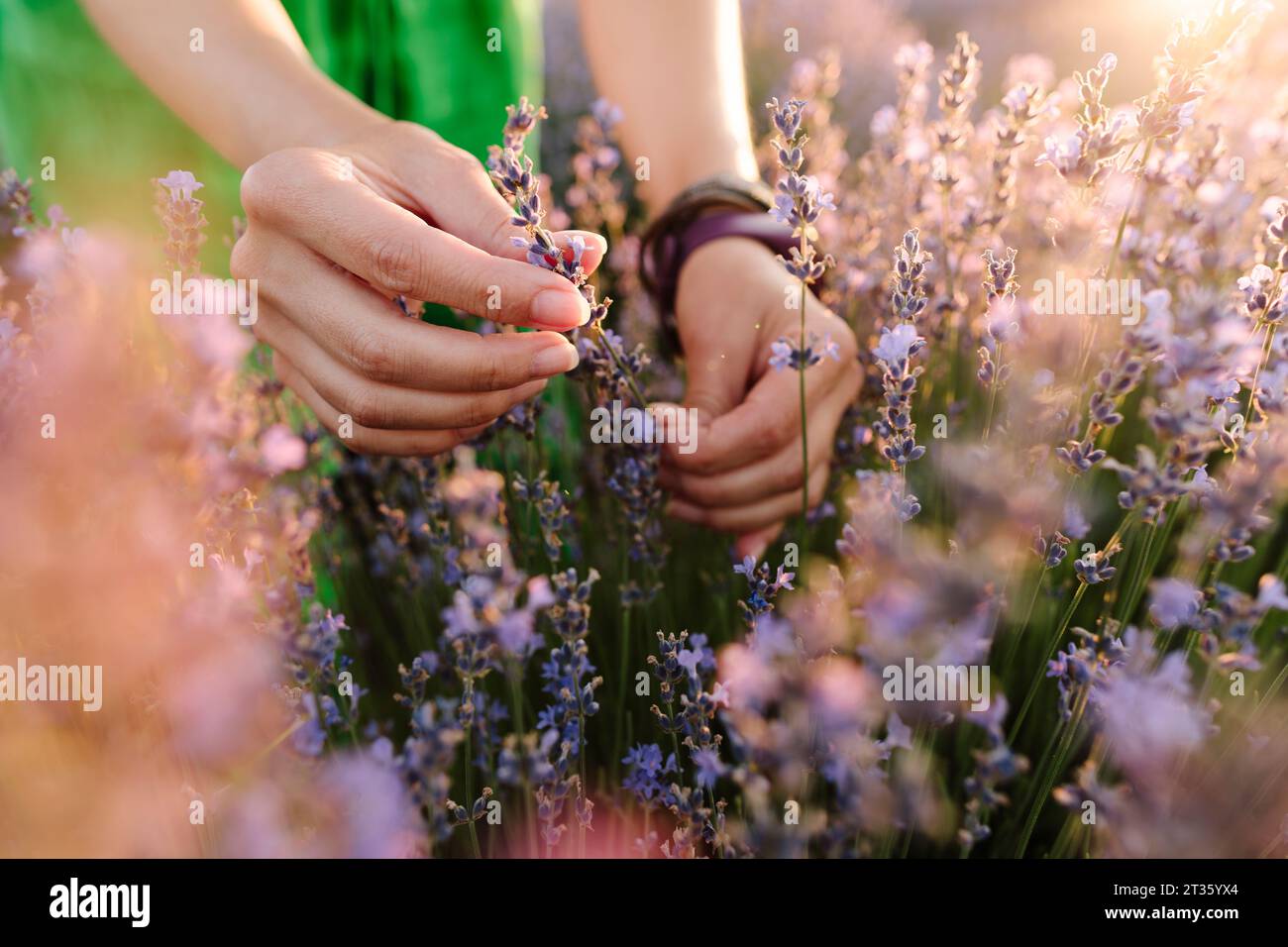 Hands of woman touching lavender plants in field Stock Photo - Alamy