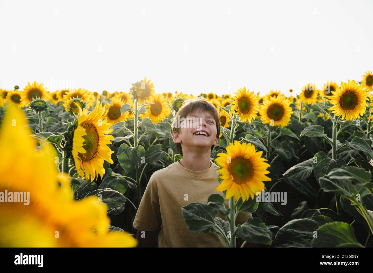 Happy boy laughing amidst flowers in sunflower field Stock Photo - Alamy