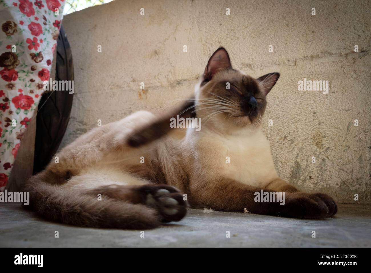 Eine Siamkatze putzt sich - Koh Phayam - Thailand, Dezember 2022 *** A ...