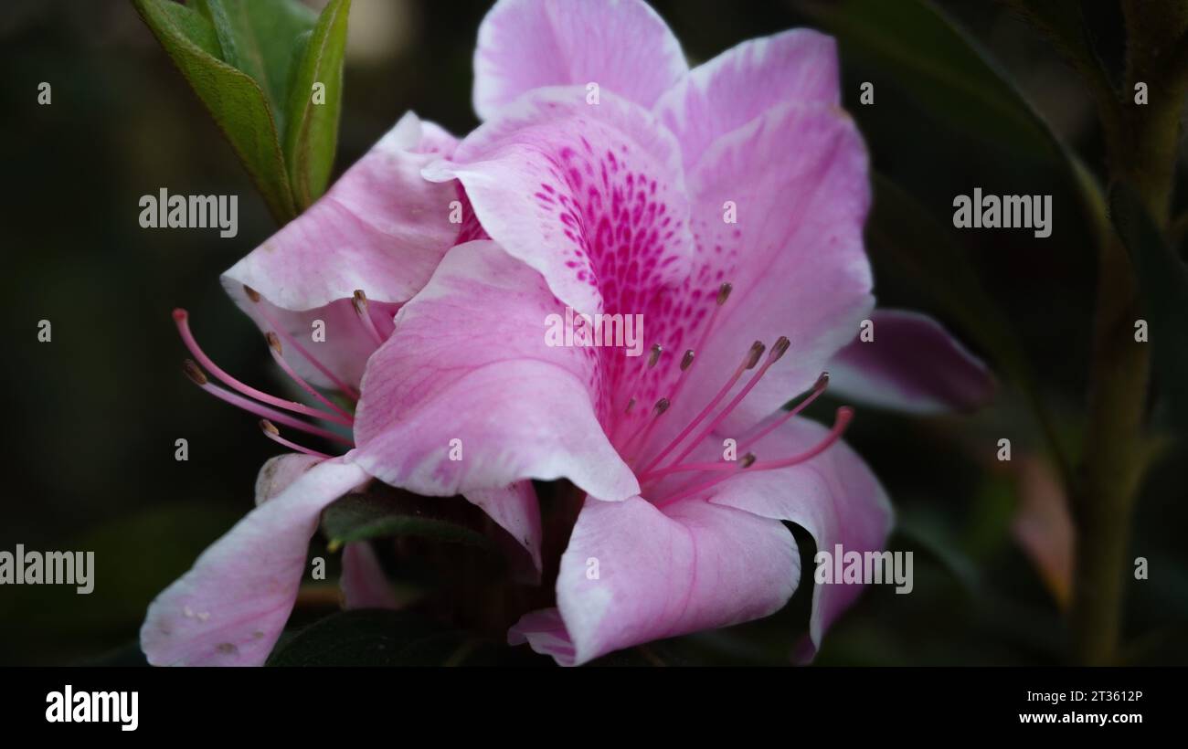 Bright pink flowers grow in spring Stock Photo - Alamy
