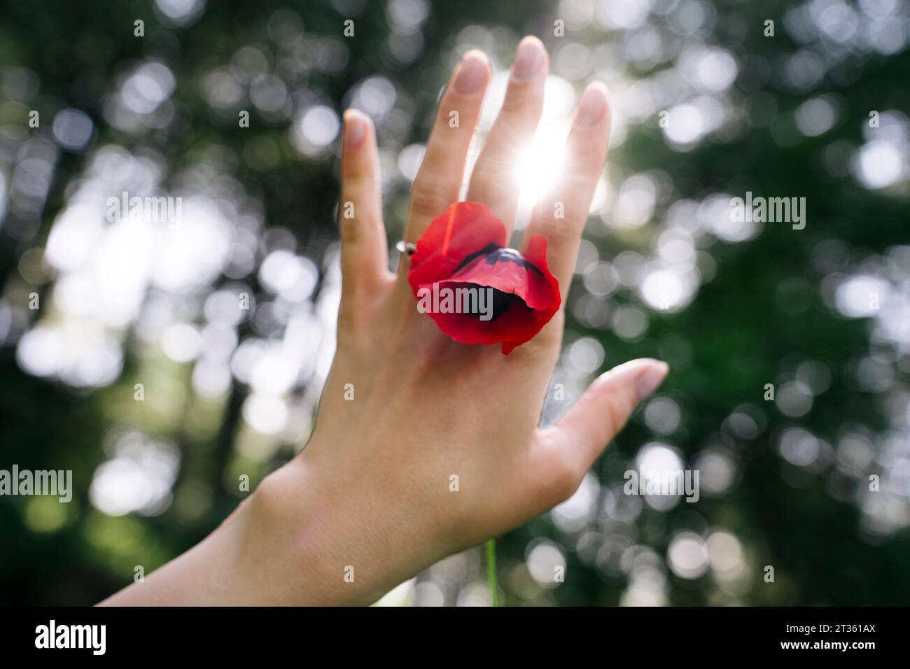 Hand holding poppy hi-res stock photography and images - Alamy
