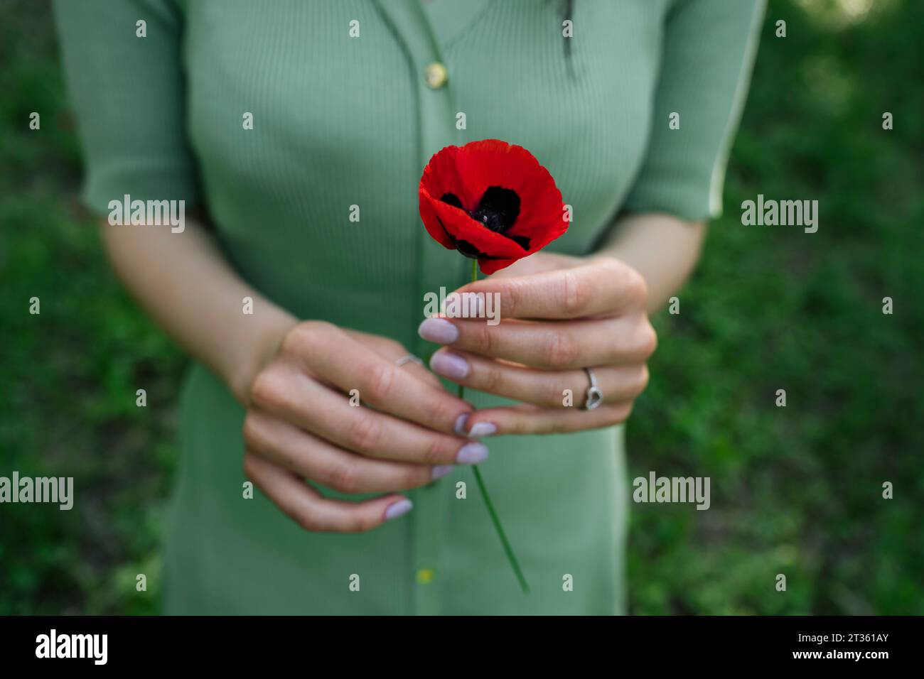Hands of woman holding red poppy flower Stock Photo - Alamy