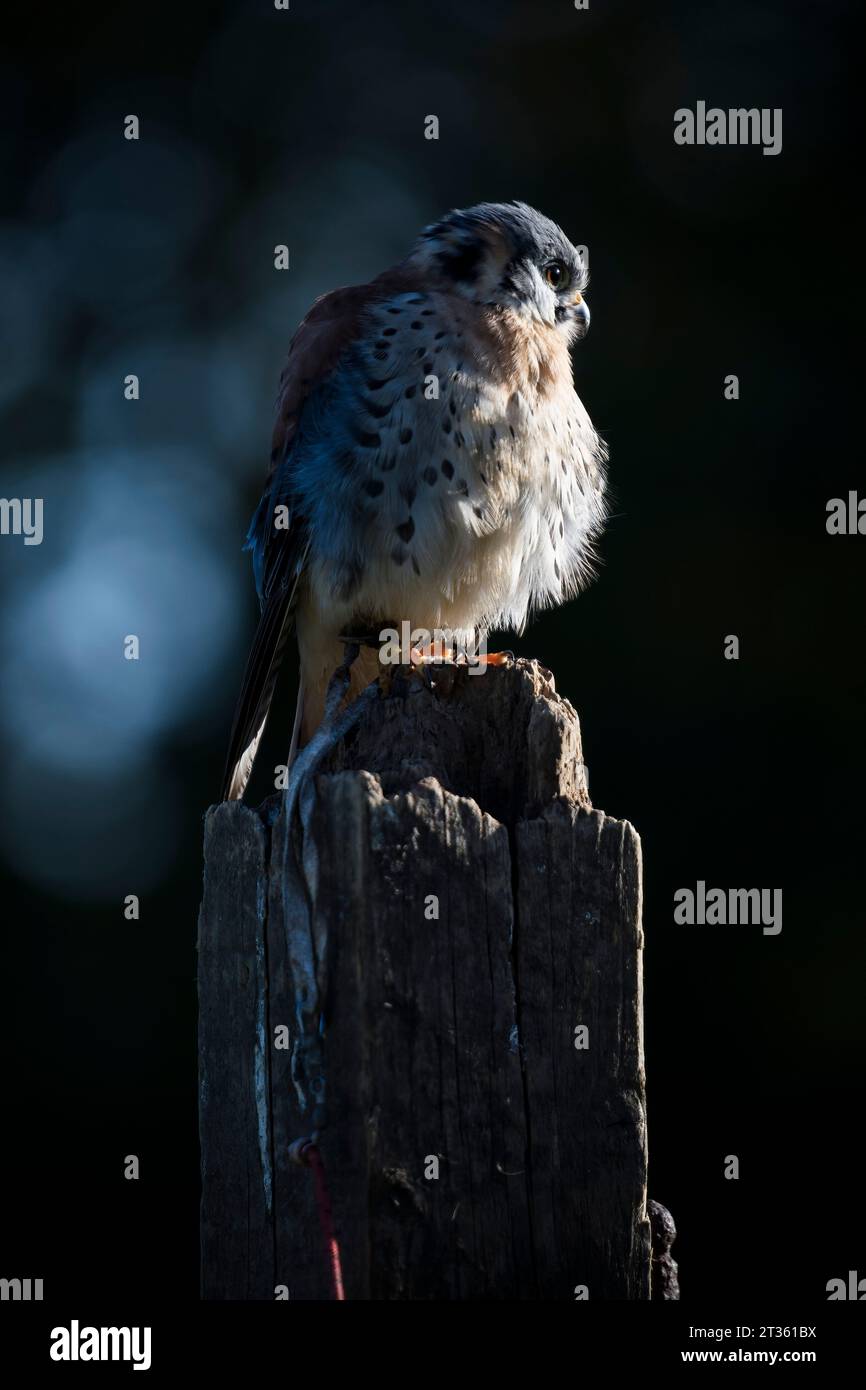 Kestrel bird hi-res stock photography and images - Alamy