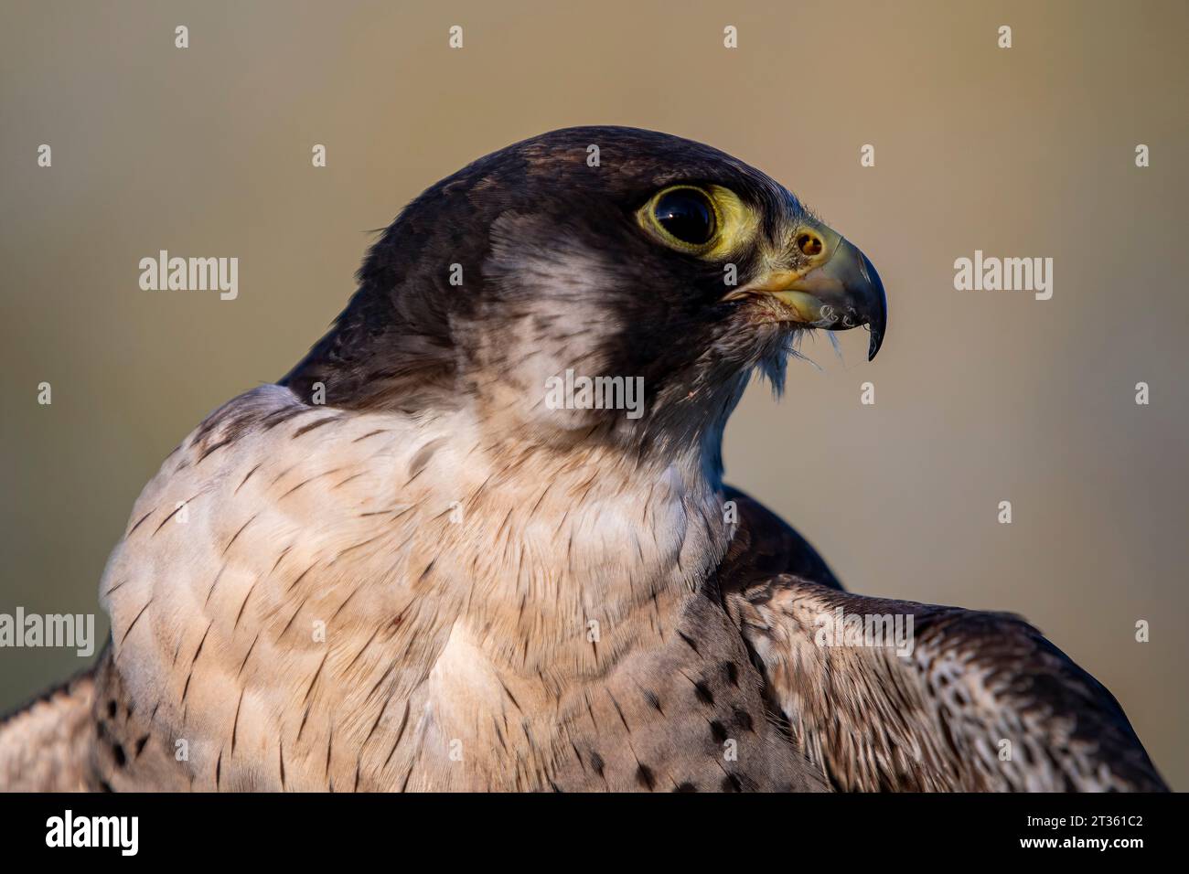Falcon eye close up hi-res stock photography and images - Alamy