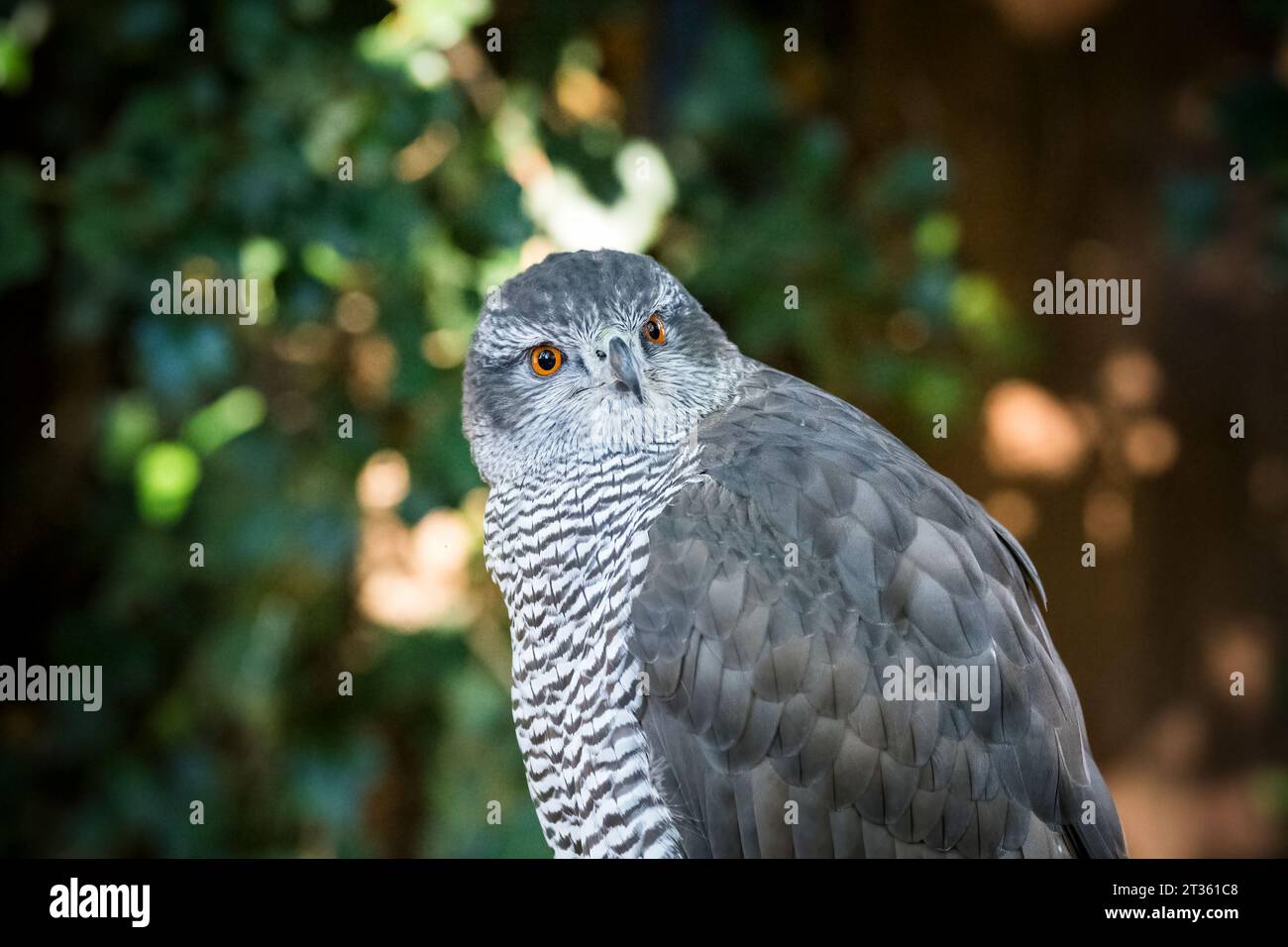 Goshawk bird of prey photographed against natural background Stock ...