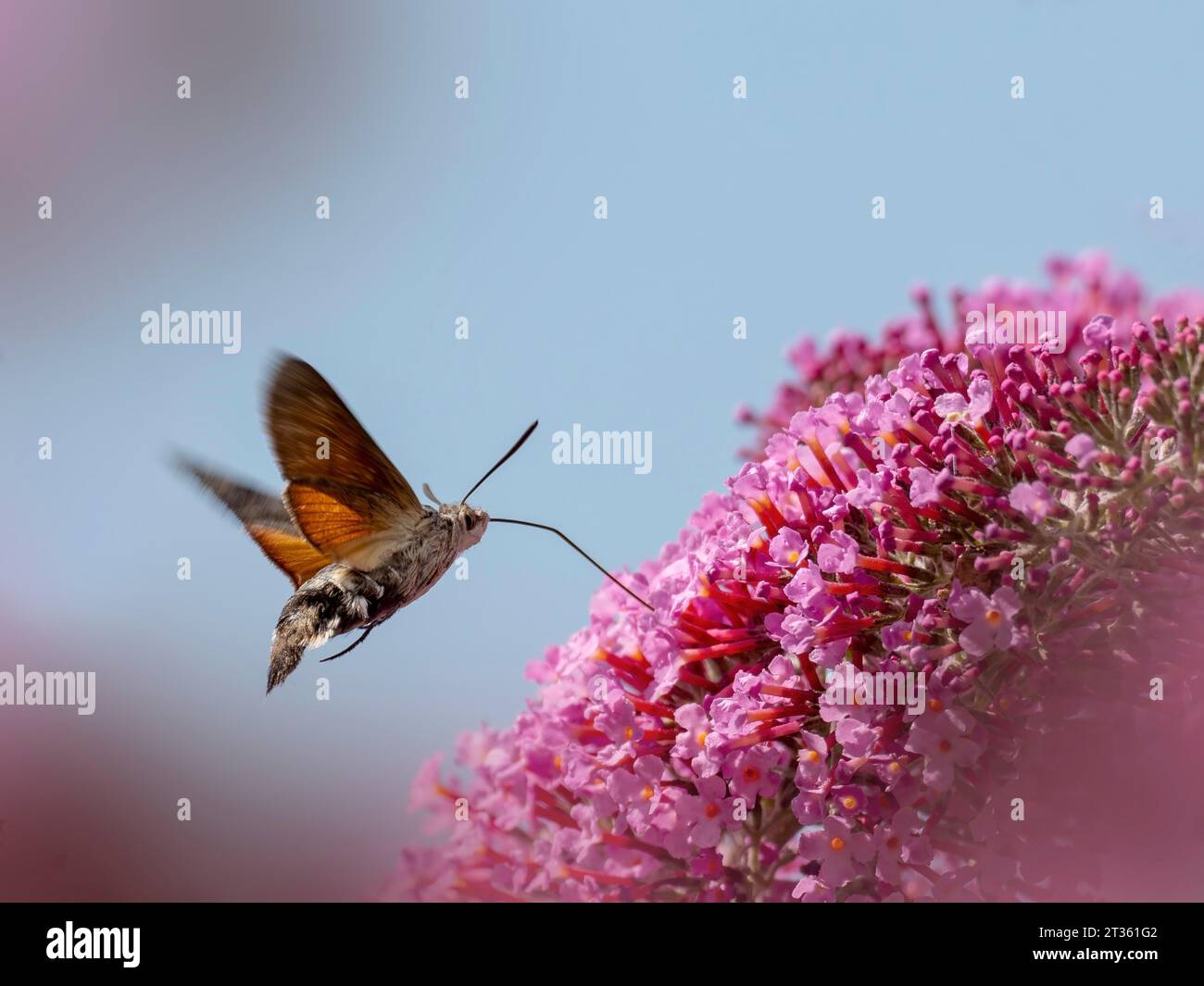 Hummingbird hawk-moth (Macroglossum stellatarum) flying toward pink ...