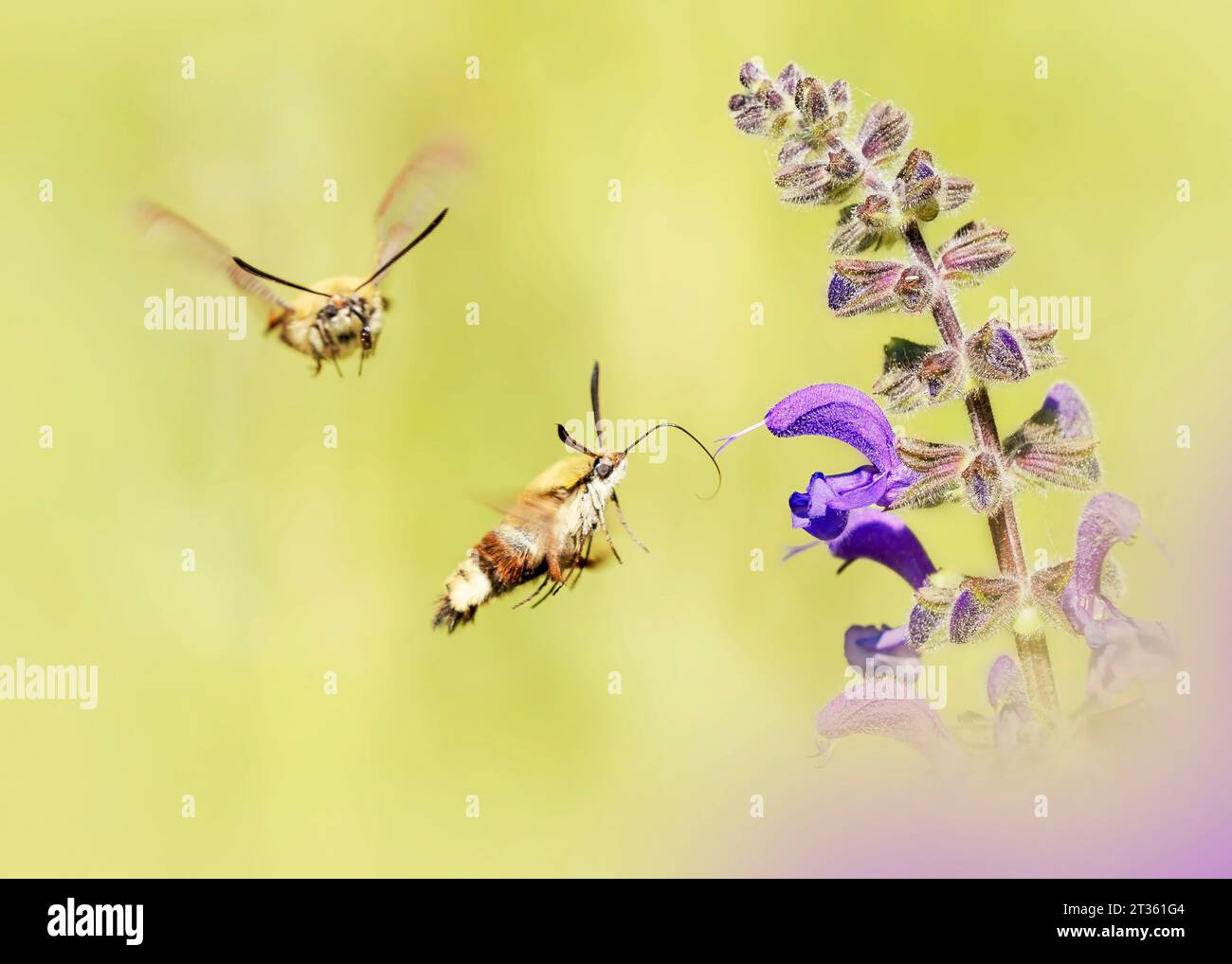 Day flying moths hi-res stock photography and images - Alamy