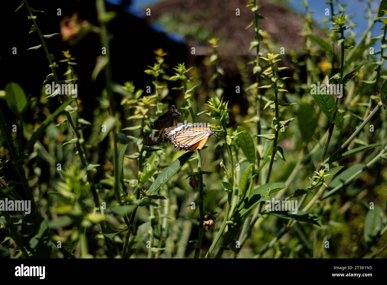 Schmetterling: Danaus genutia - Common Tiger, Indian Monarch, Orange ...