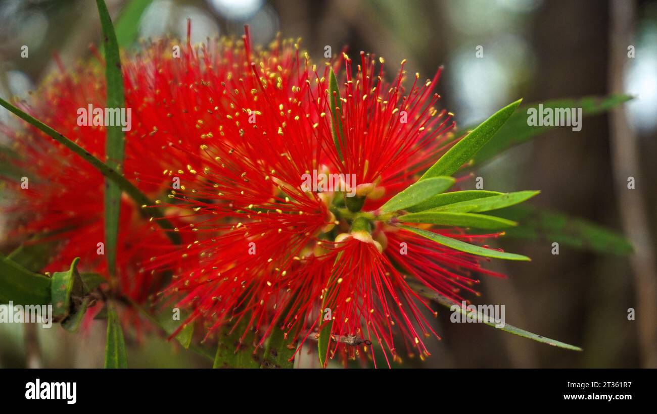 Bottle brush flower or Callistemon is a red flower that has sharp ...