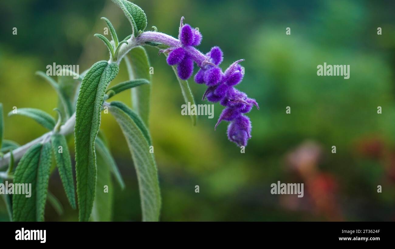purple flowers hanging down beautifully in the garden Stock Photo - Alamy