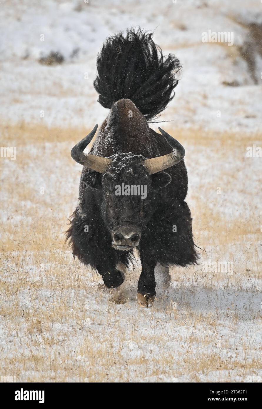 Ruoqiang. 16th Oct, 2023. This photo taken on Oct. 16, 2023 shows a ...