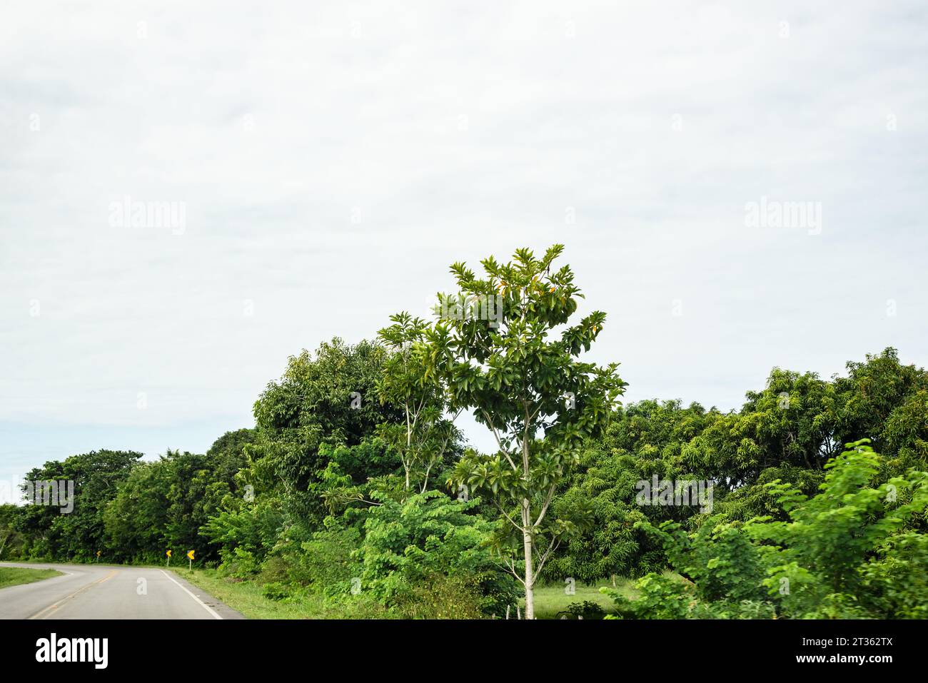 View of an asphalt road connecting two cities in Bahia, Brazil. Dense ...