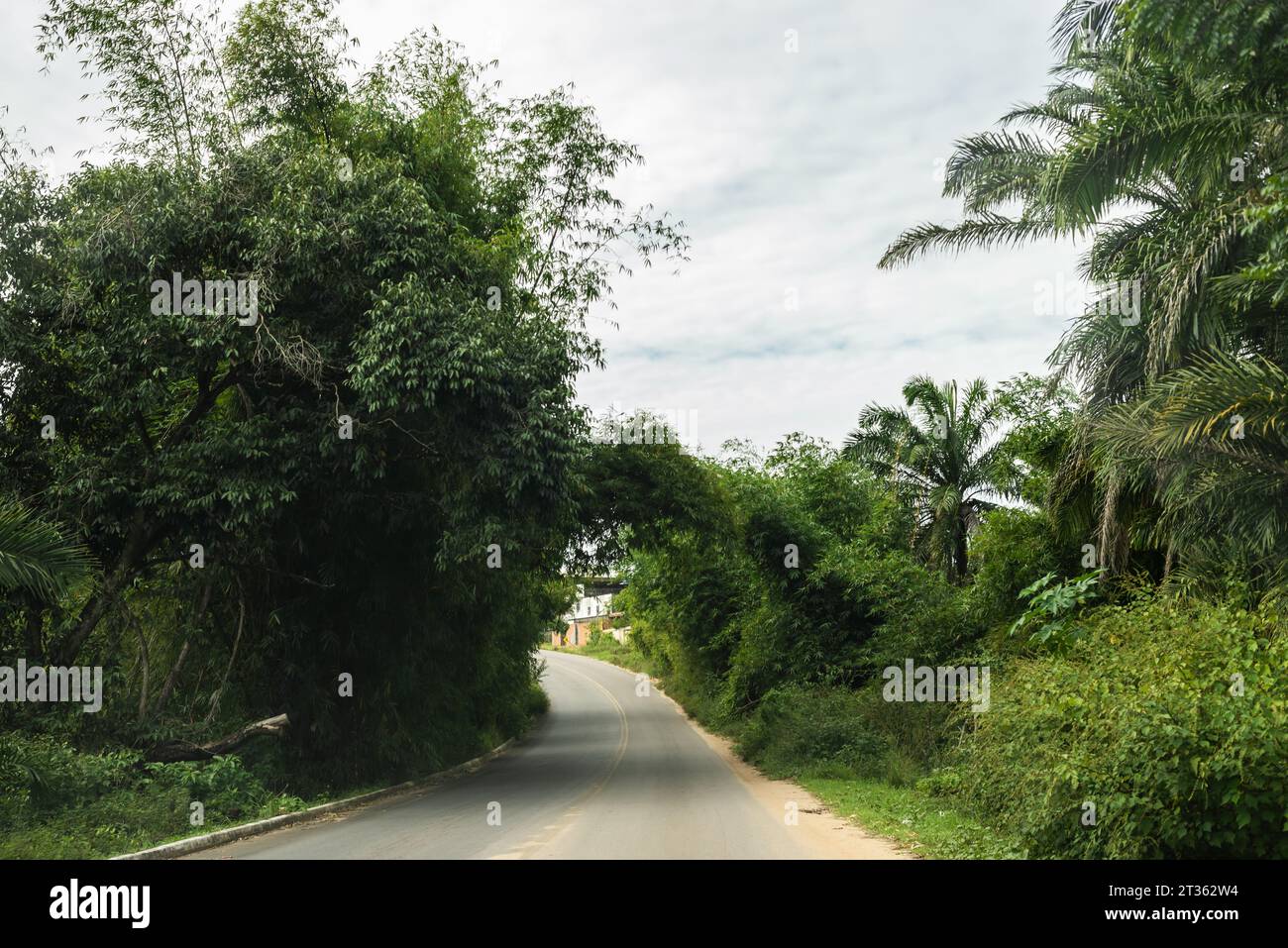 Green and dense forest on both sides of an asphalt road that connects ...