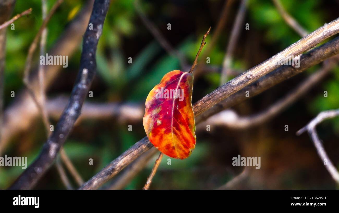 The leaves are alone, these red leaves are almost falling Stock Photo ...