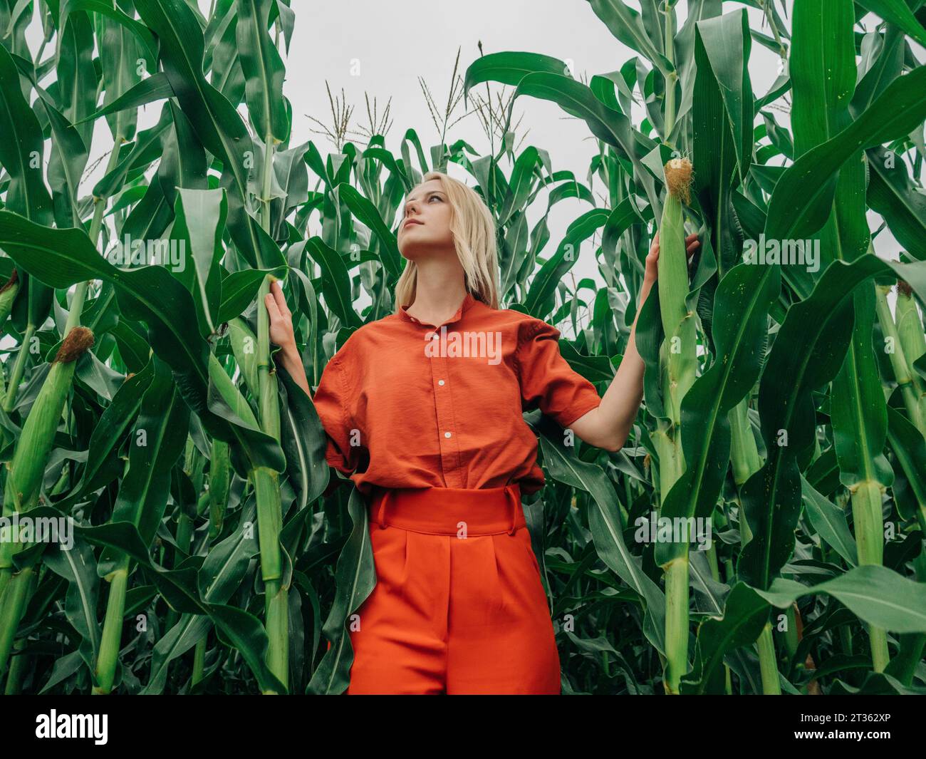 Mid growth corn field hi-res stock photography and images - Alamy