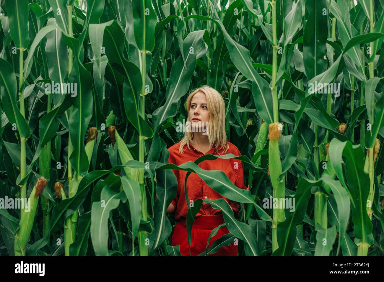Contemplative woman in corn field Stock Photo - Alamy