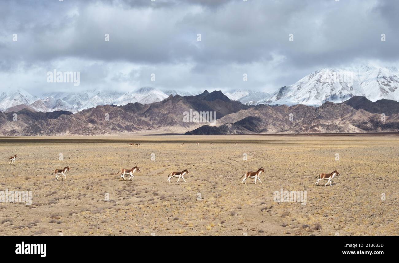 Ruoqiang. 17th Oct, 2023. This aerial photo taken on Oct. 17, 2023 ...