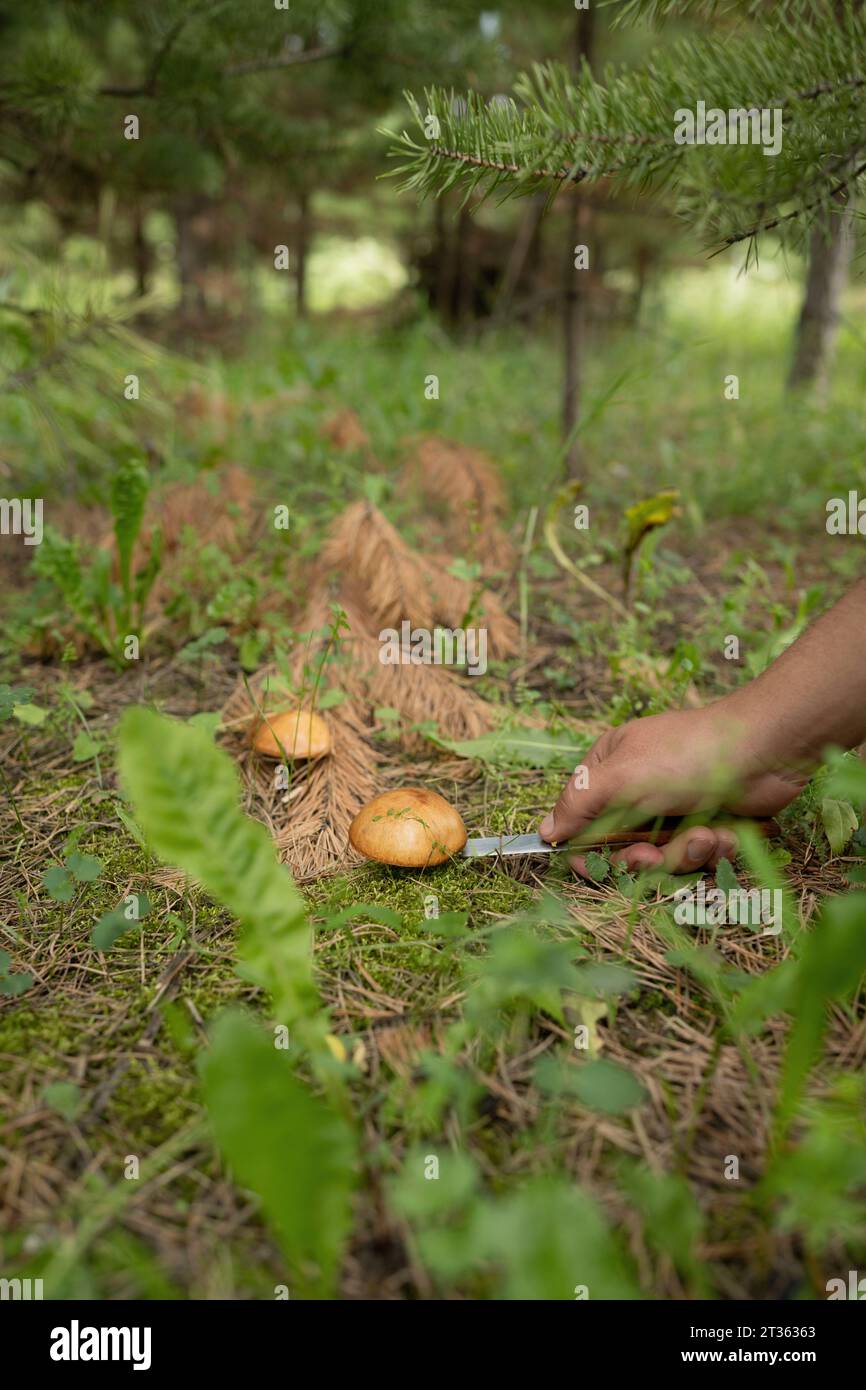 Man cutting mushroom using knife in forest Stock Photo - Alamy